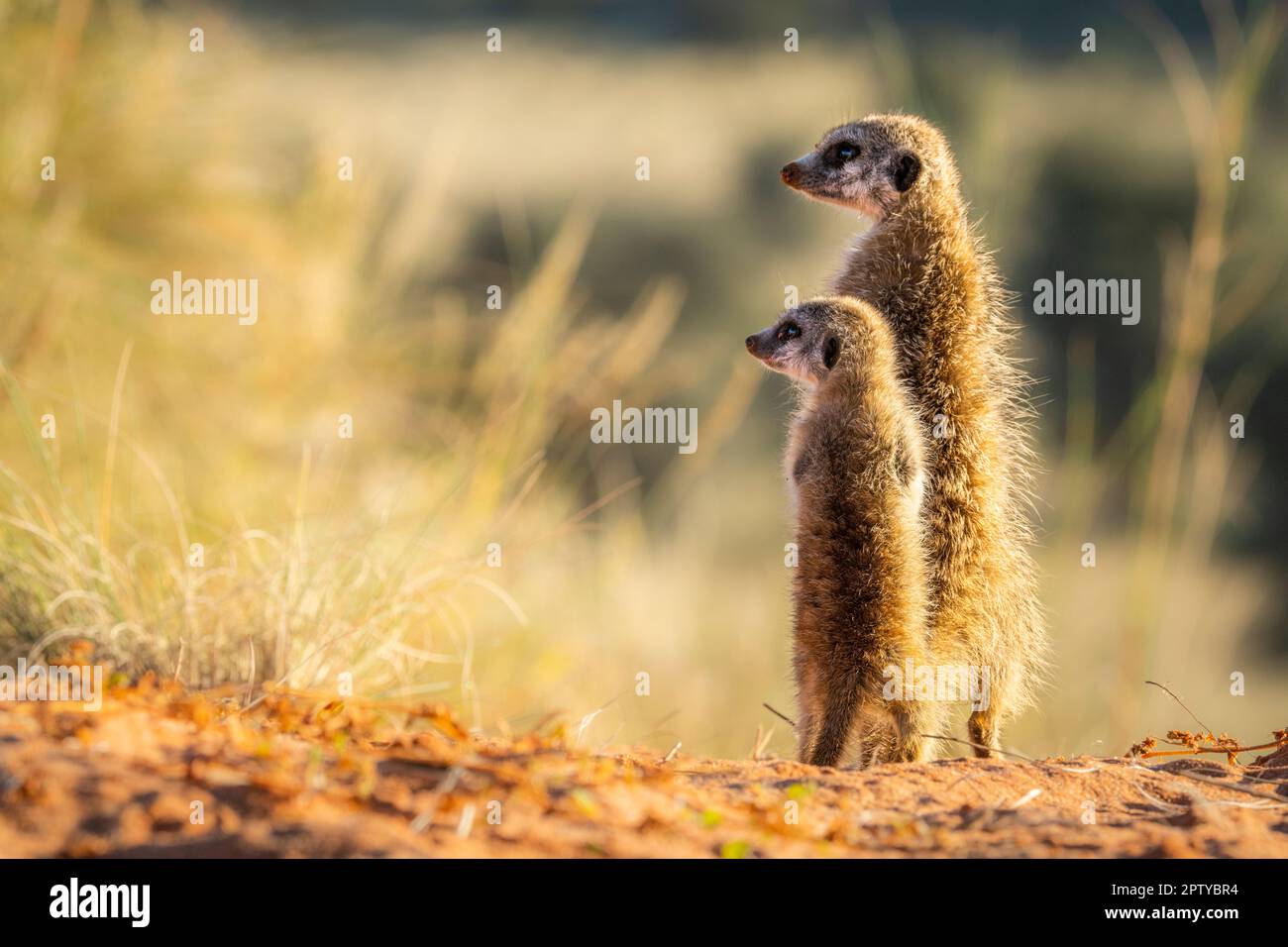 Meerkat closeup portrait of the animal jumping, running. (Suricata ...