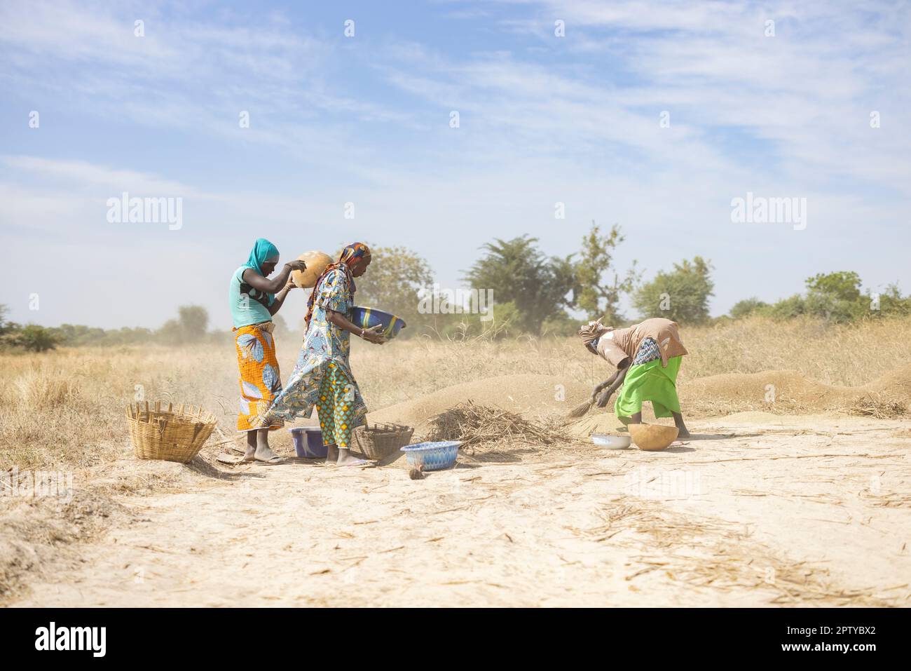 African women in traditional colorful dress winnows her millet grain ...