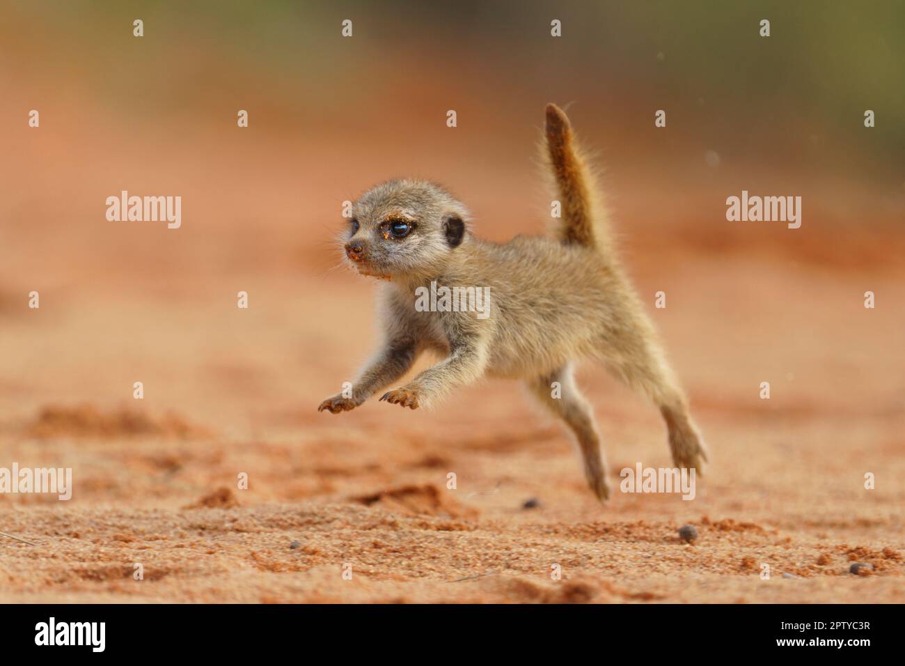 Meerkat running hi-res stock photography and images - Alamy