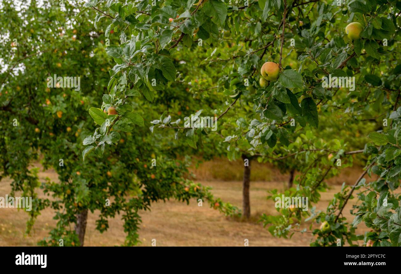 Farmland scenery showing some apple trees in Hohenlohe, an area in ...