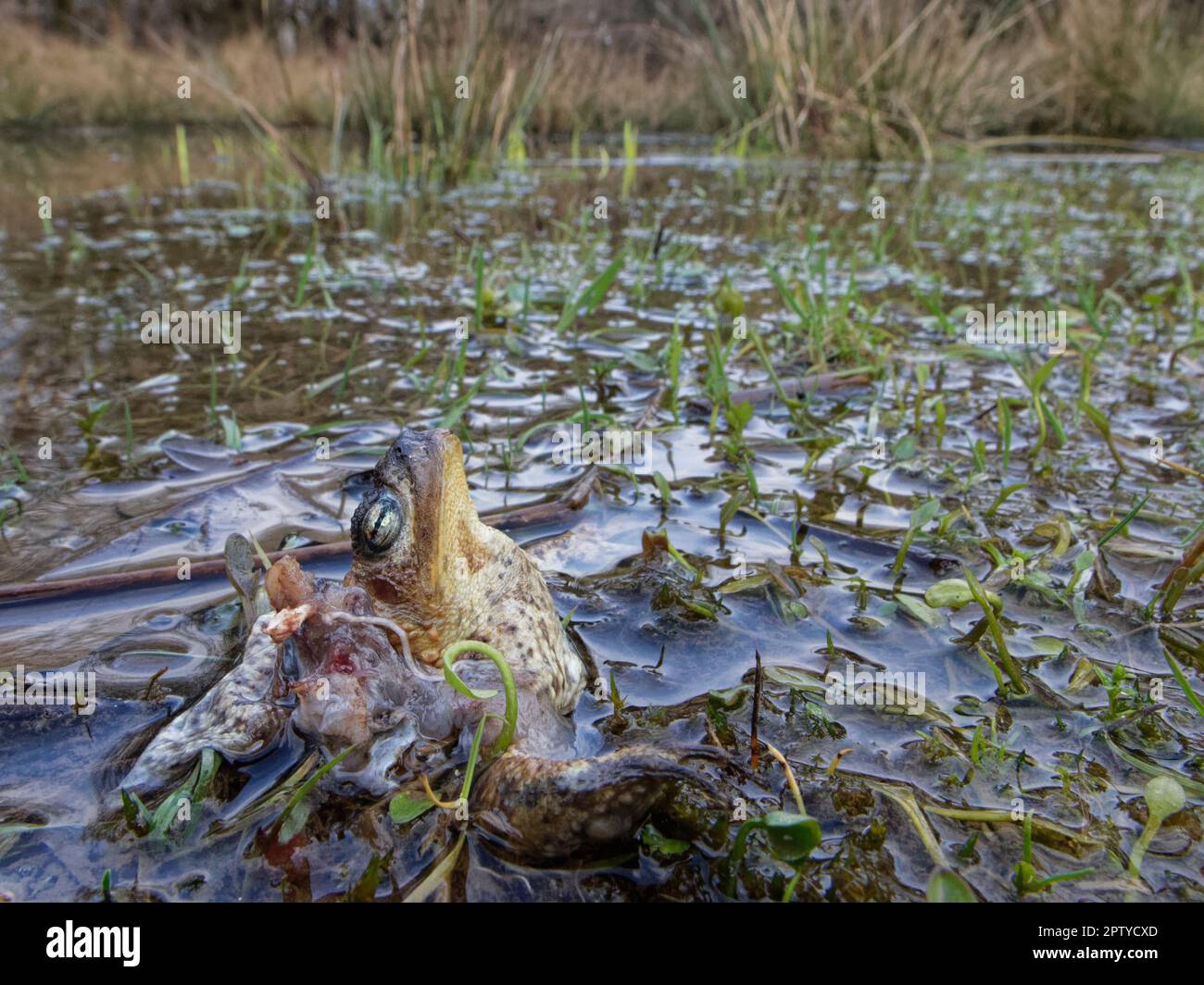 European toad (Bufo bufo) caught and partially eaten by a Carrion crow ...