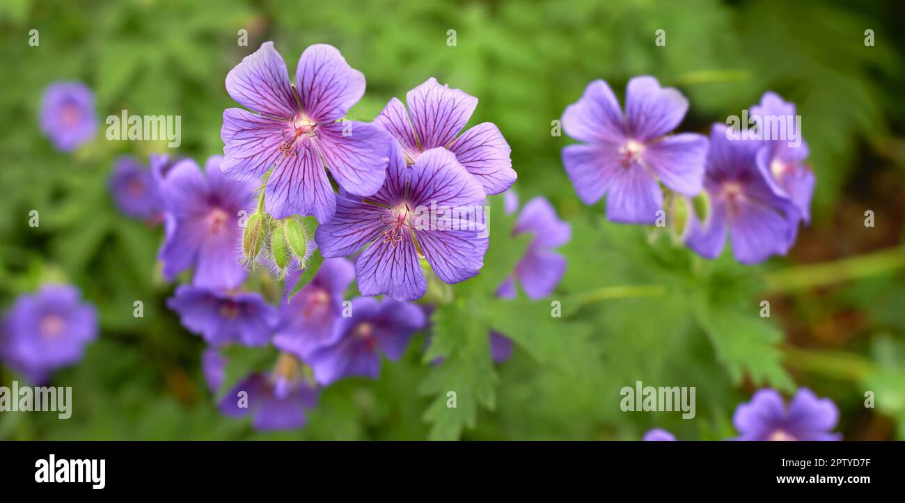 Purple flowers in bloom. Beautiful purple flowers in bloom in a garden ...