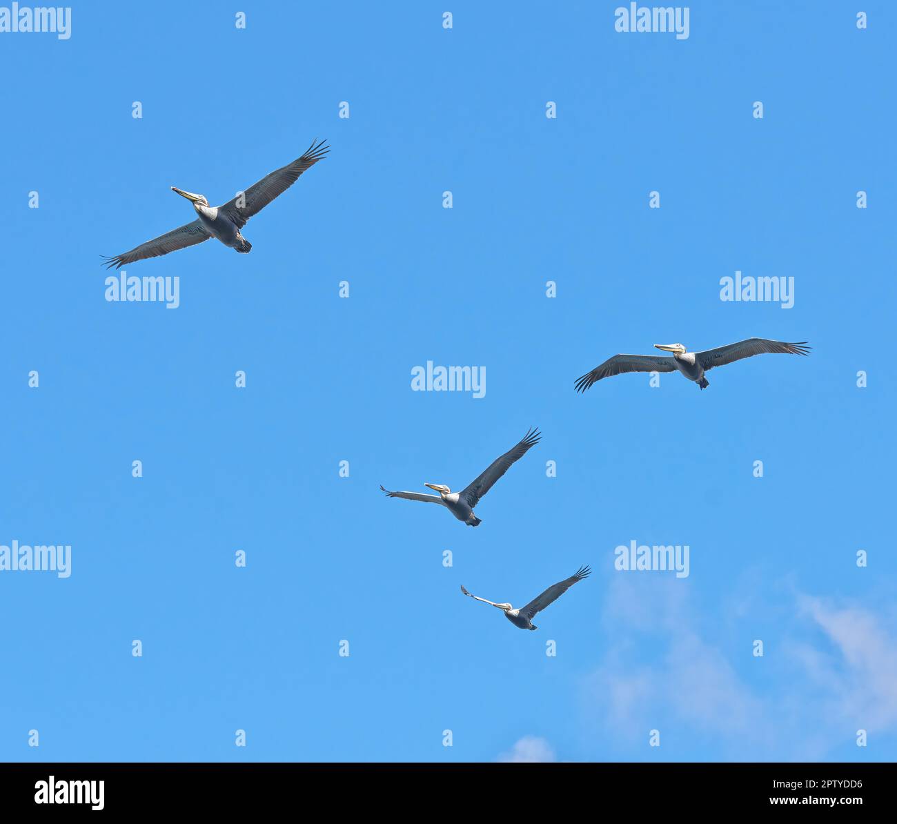 The freedom of flight. A flock of birds flying through the sky Stock ...