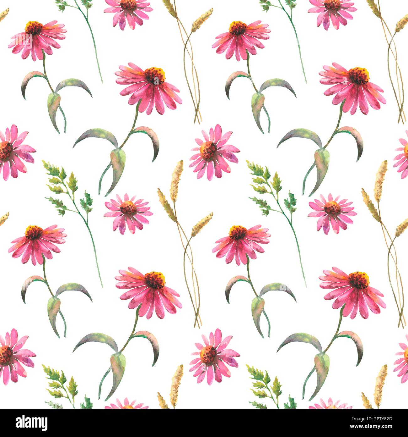 Watercolor seamless pattern with echinacea flowers and field herbs ...