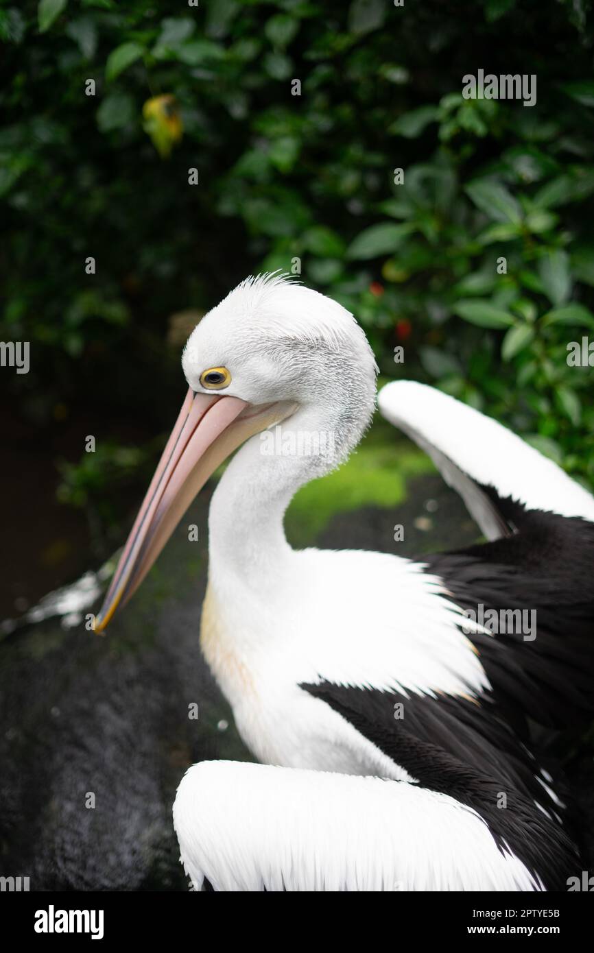 Pelicans are water birds that have a pouch under their beaks, and are ...