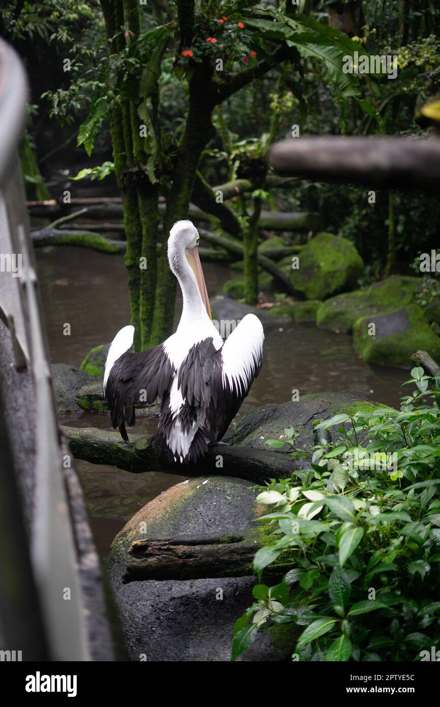 Pelicans are water birds that have a pouch under their beaks, and are ...