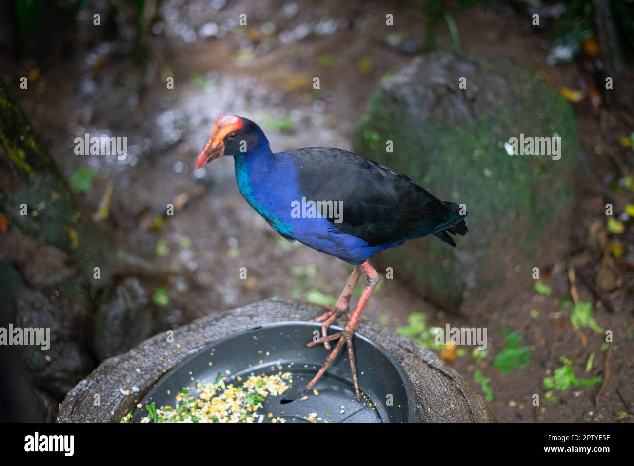 Blue Moorhen in Bogor Safari Park, Indonesia. Oktober 10, 2022 Stock ...