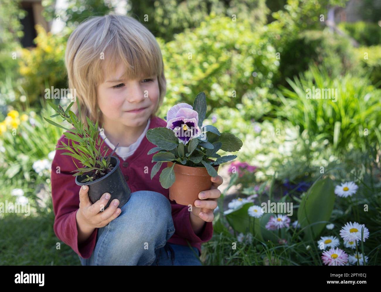 6-year-old boy holds in hands pots with seedlings of garden flowers for ...