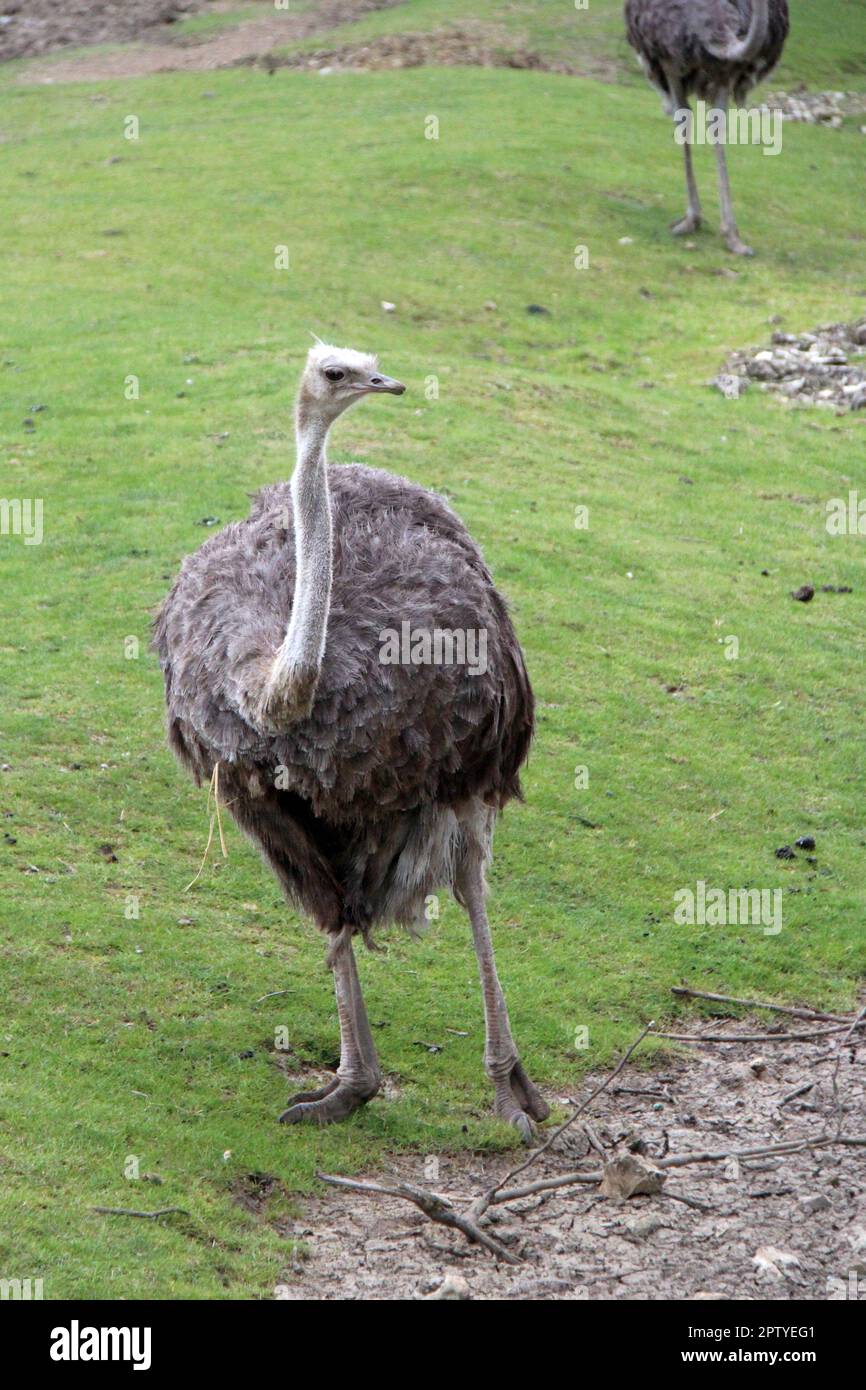 Autruche sauvage hi-res stock photography and images - Alamy