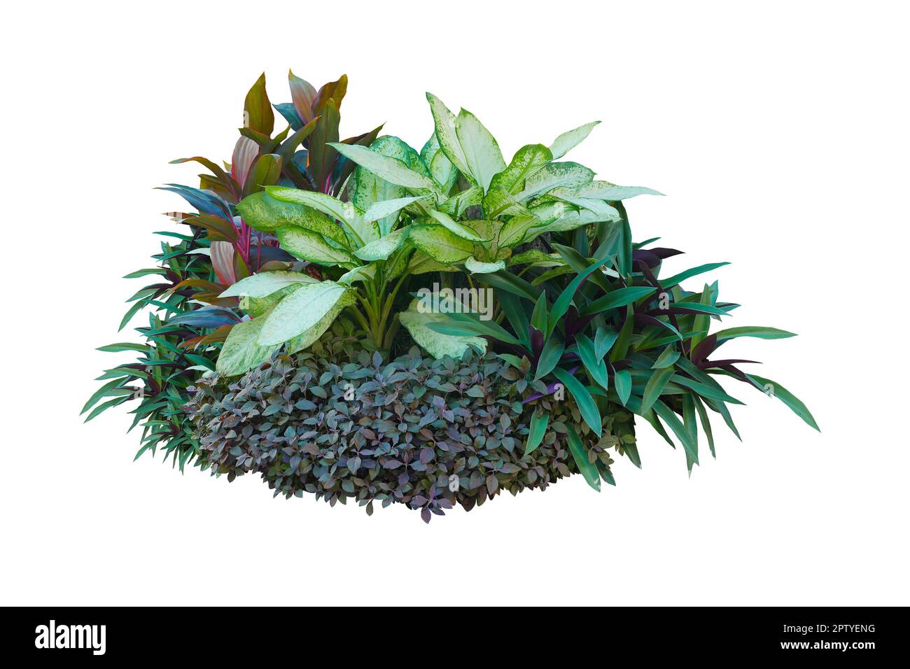 green bush isolated on white background Stock Photo - Alamy