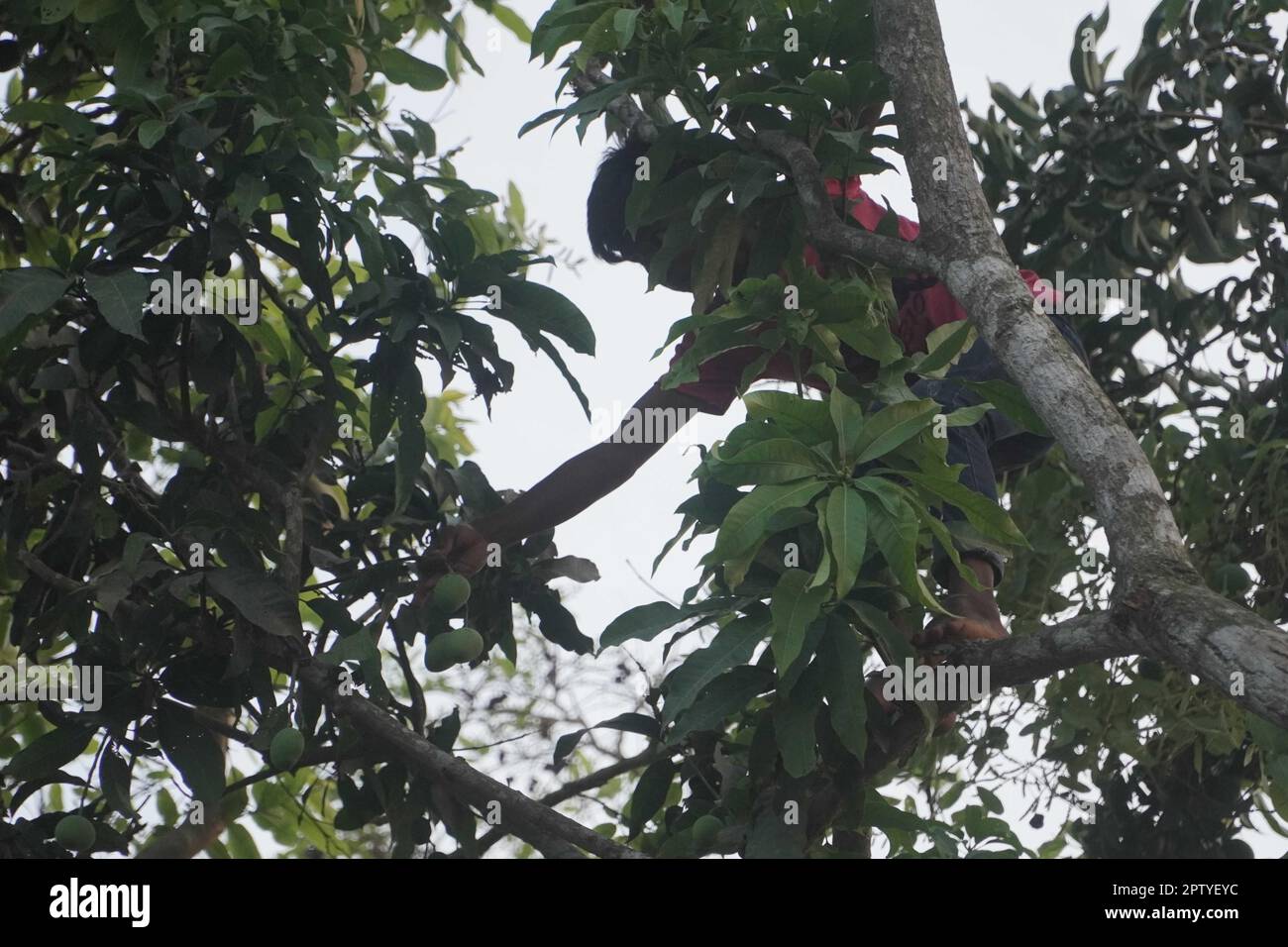 Naogaon, Bangladesh. 28th Apr, 2023. A boy harvests raw mango from a ...