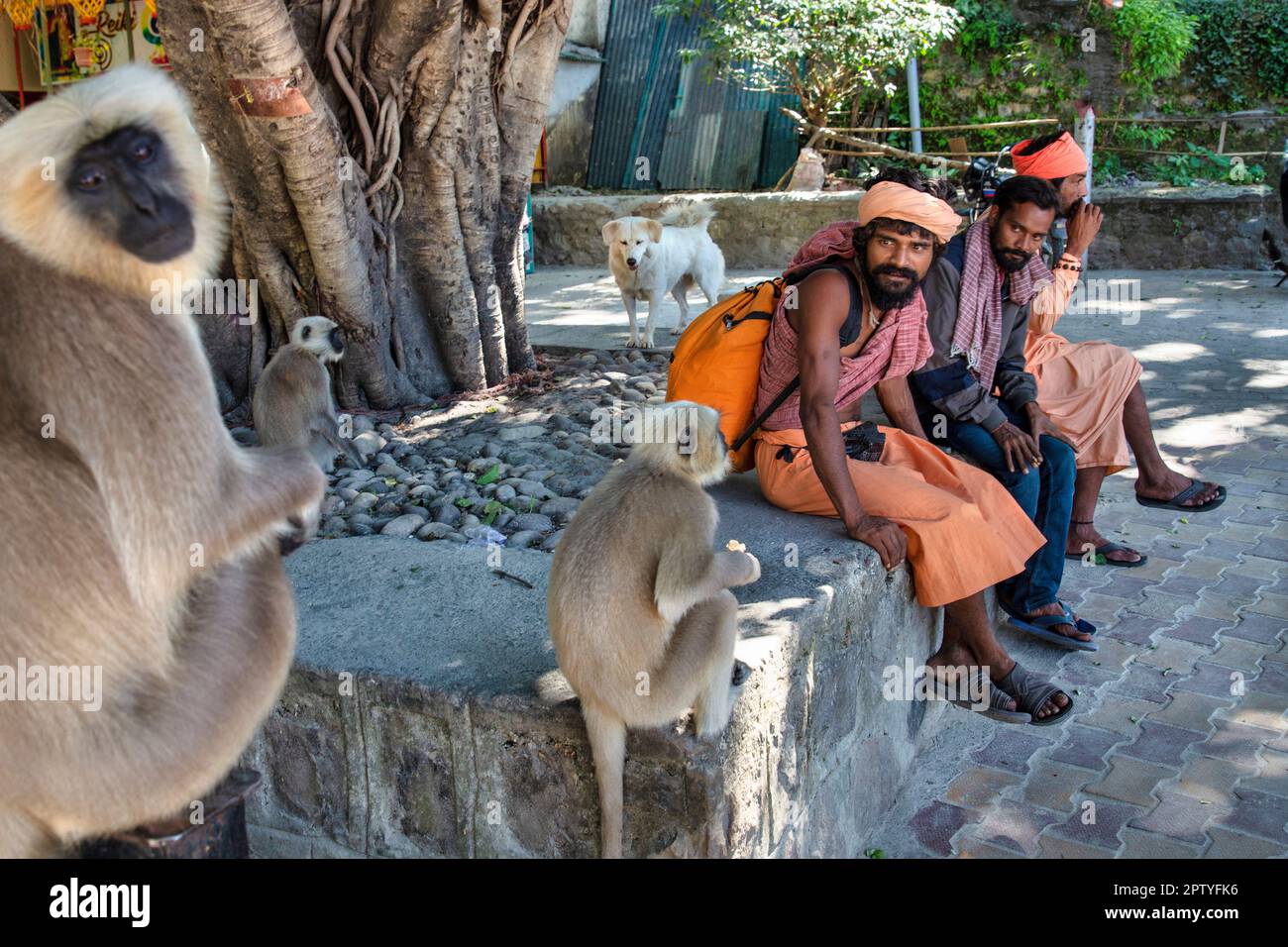 India, Uttarakhand, Rishikesh, Grey langur monkey. (Semnopithecus priam ...