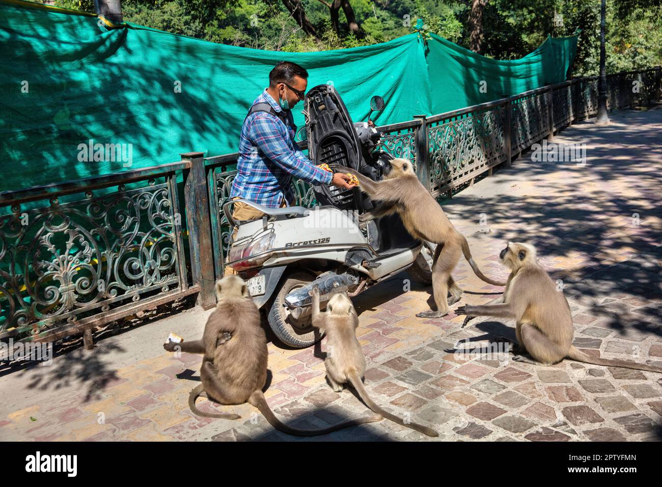 India, Uttarakhand, Rishikesh, Grey langur monkeys. (Semnopithecus ...