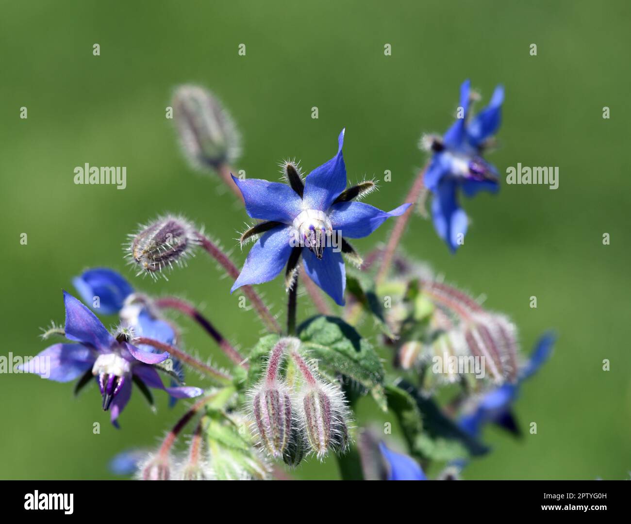 Borretsch, Borago officinalis, ist eine wichtige Heil- und ...