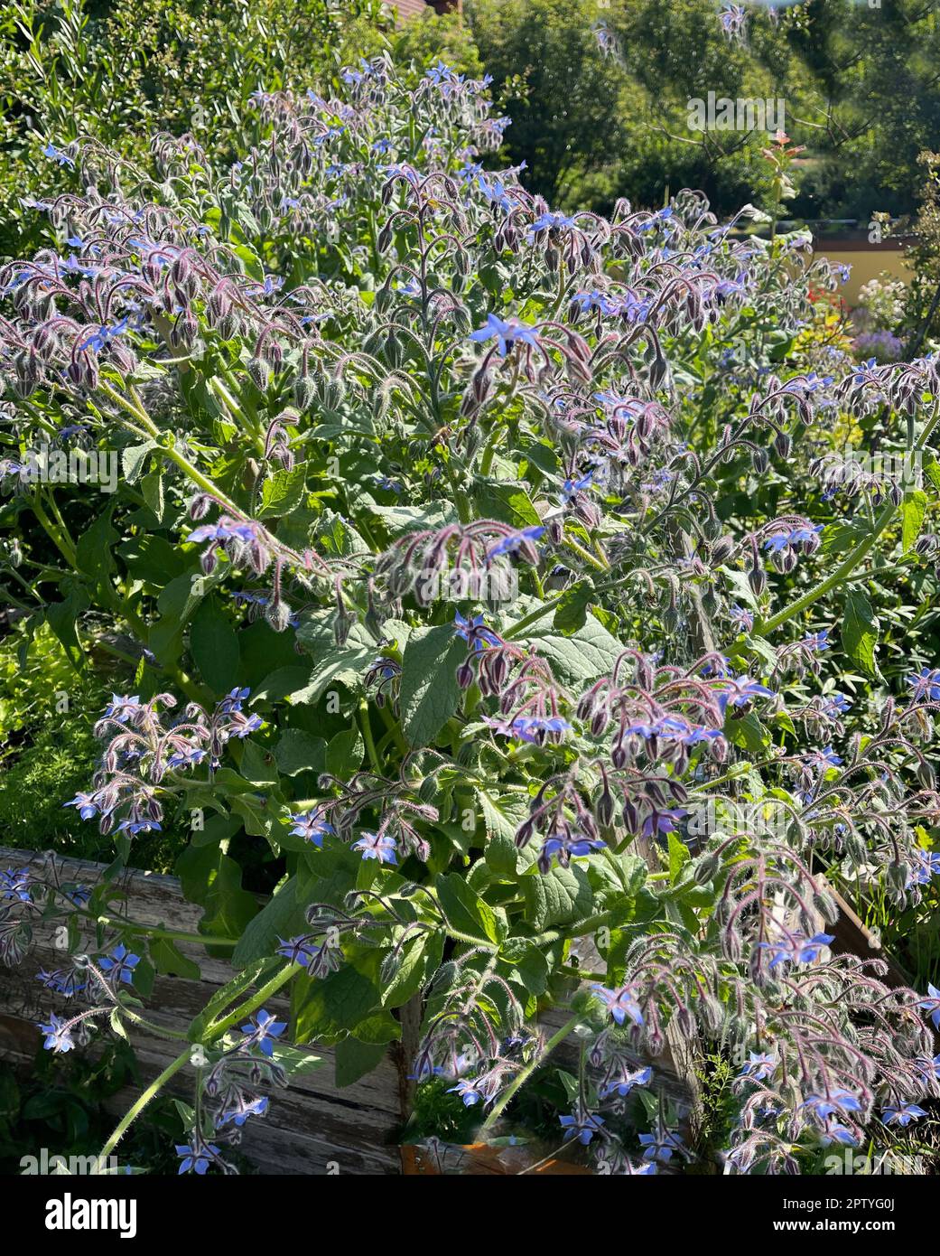 Borretsch, Borago officinalis, ist eine wichtige Heil- und ...
