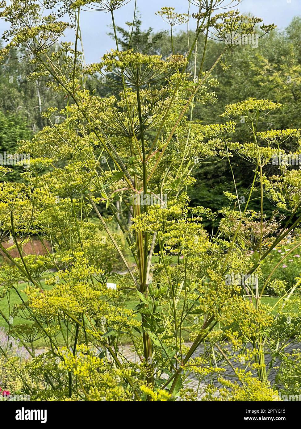 Pastinake, Pastinaca sativa, ist eine wichtige Heil- Gemuese- und ...
