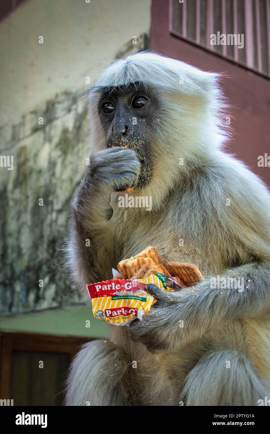 India, Uttarakhand, Rishikesh, Grey langur monkey with cookies ...
