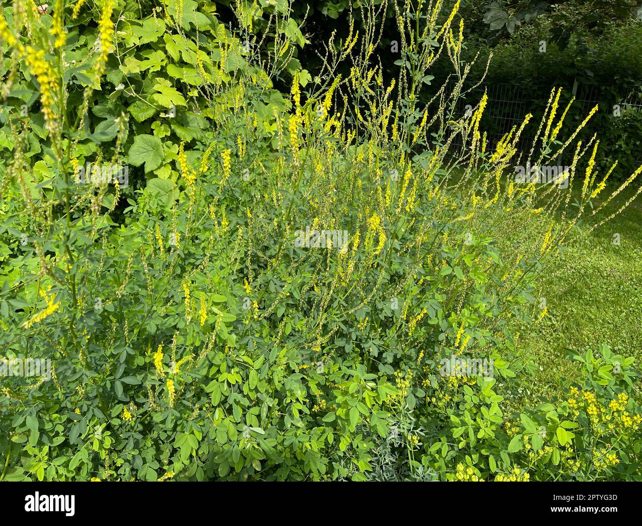 Steinklee, Melilotus officinalis, ist eine wichtige Heil- und Medizinalpflanze und mit weissen ...