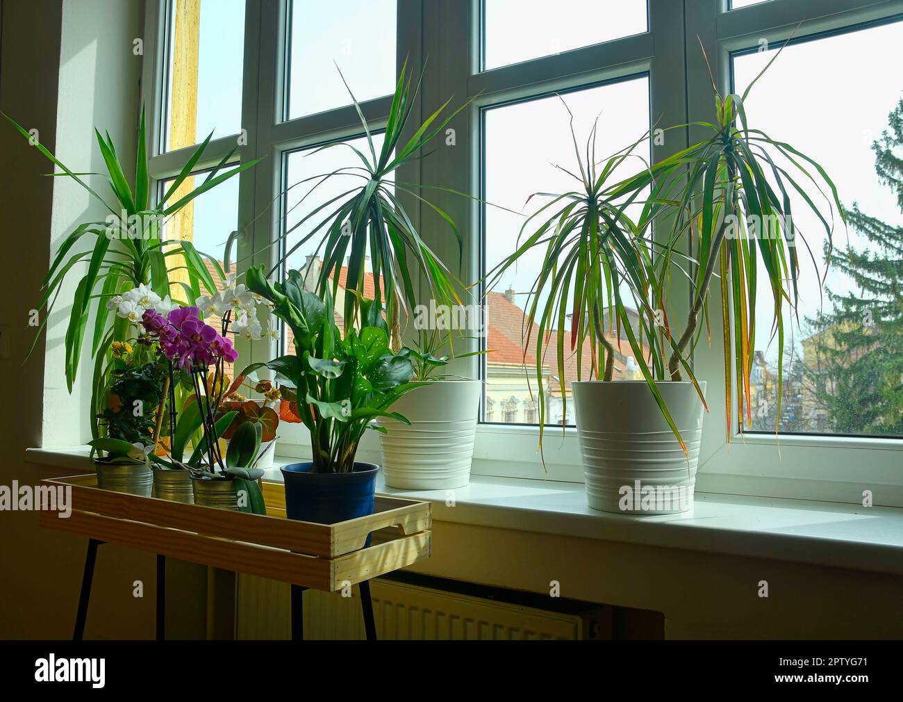 Different green potted plants on window sill at home. Flowers care and ...
