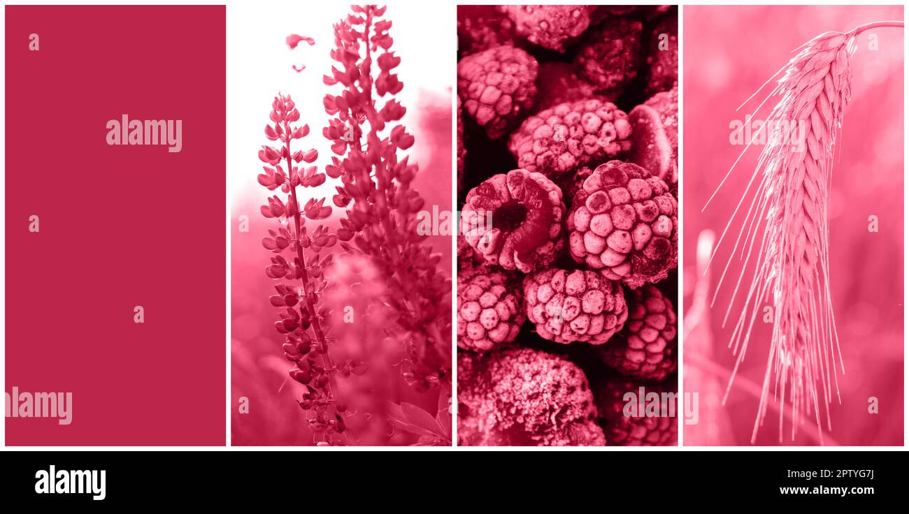 Color of the Year 2023 Viva Magenta. Collage palette on nature themes ...