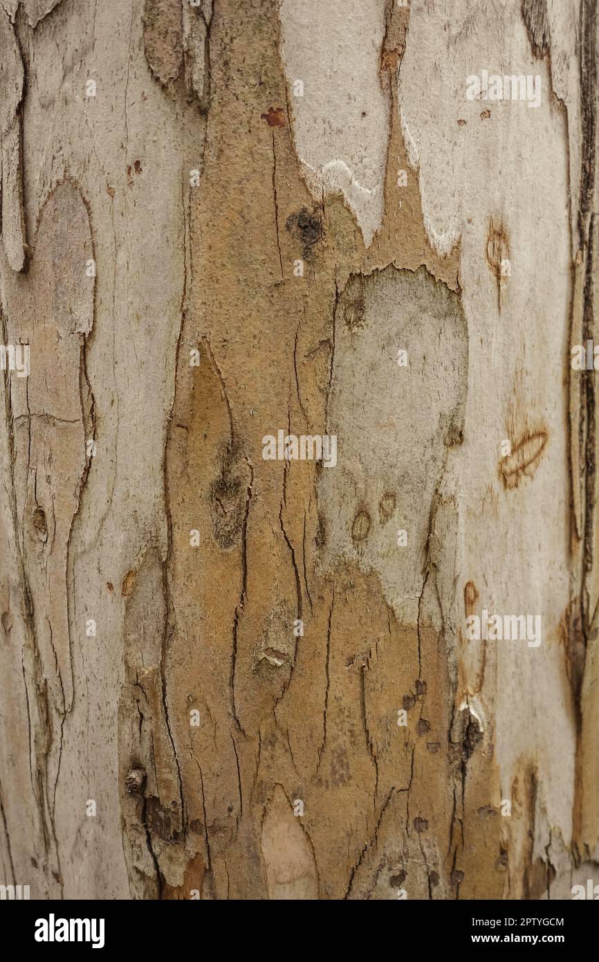 Eucalyptus tree wood texture. Macro view detail Stock Photo - Alamy