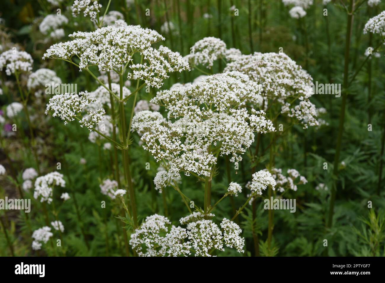 Baldrian, Valeriana officinalis, ist eine Wildpflanze mit weissen ...