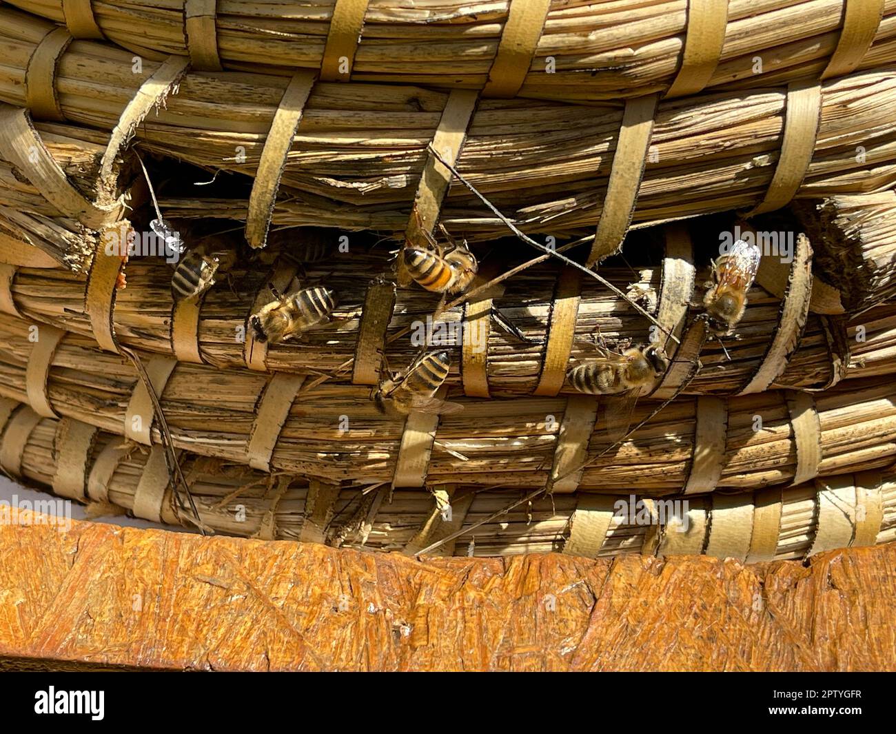 Biene, Apis mellifera, ist ein wichtiges Insekt zur Bestaeubung von Pflanzen und zum Sammeln von ...