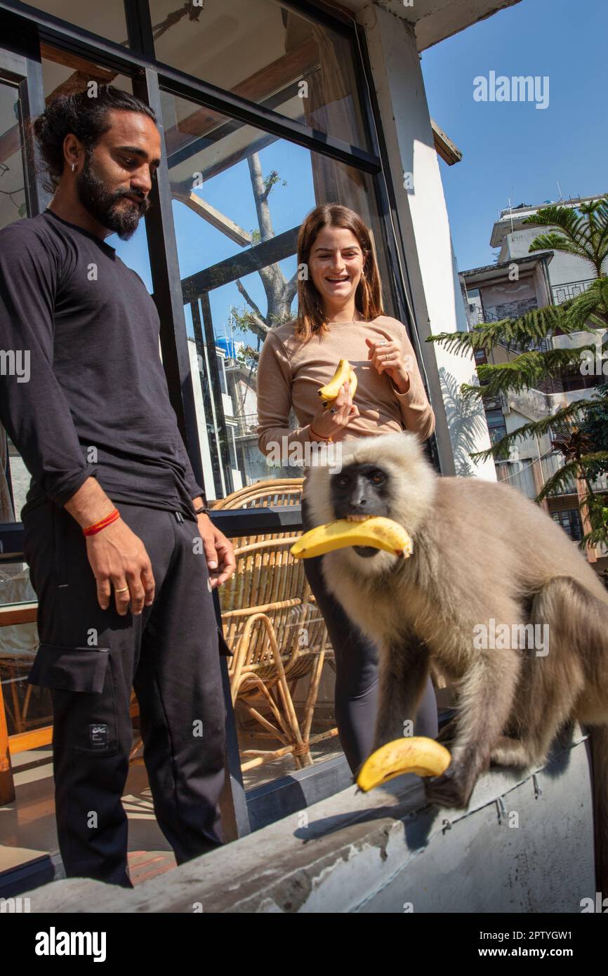 India, Uttarakhand, Rishikesh, Grey langur monkey. (Semnopithecus priam ...
