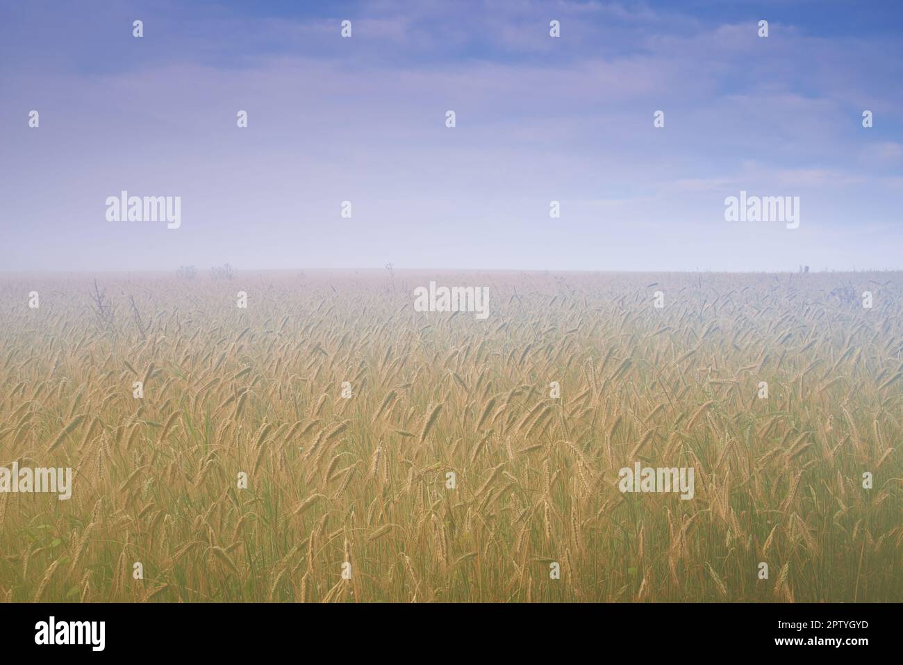 Misty sunrise over the wheatfield. Wheat growing in a misty field Stock ...