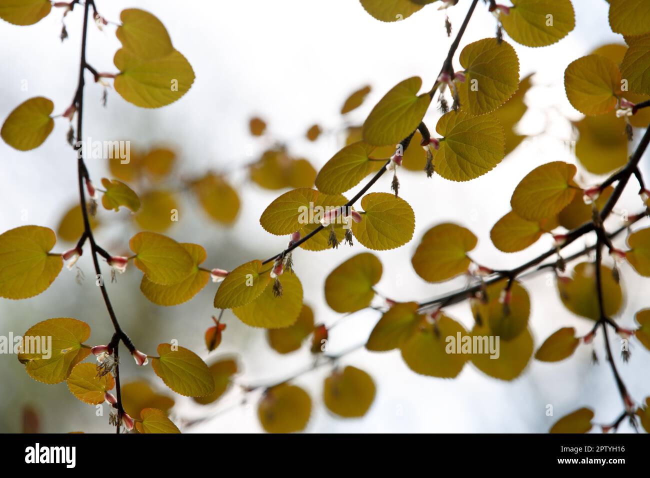 Cercidiphyllum magnificum. Shrub branches with young spring orange ...