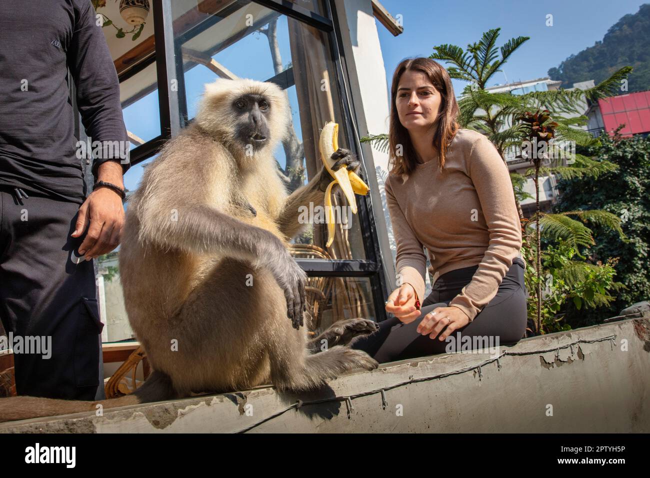 India, Uttarakhand, Rishikesh, Grey langur monkey. (Semnopithecus priam ...