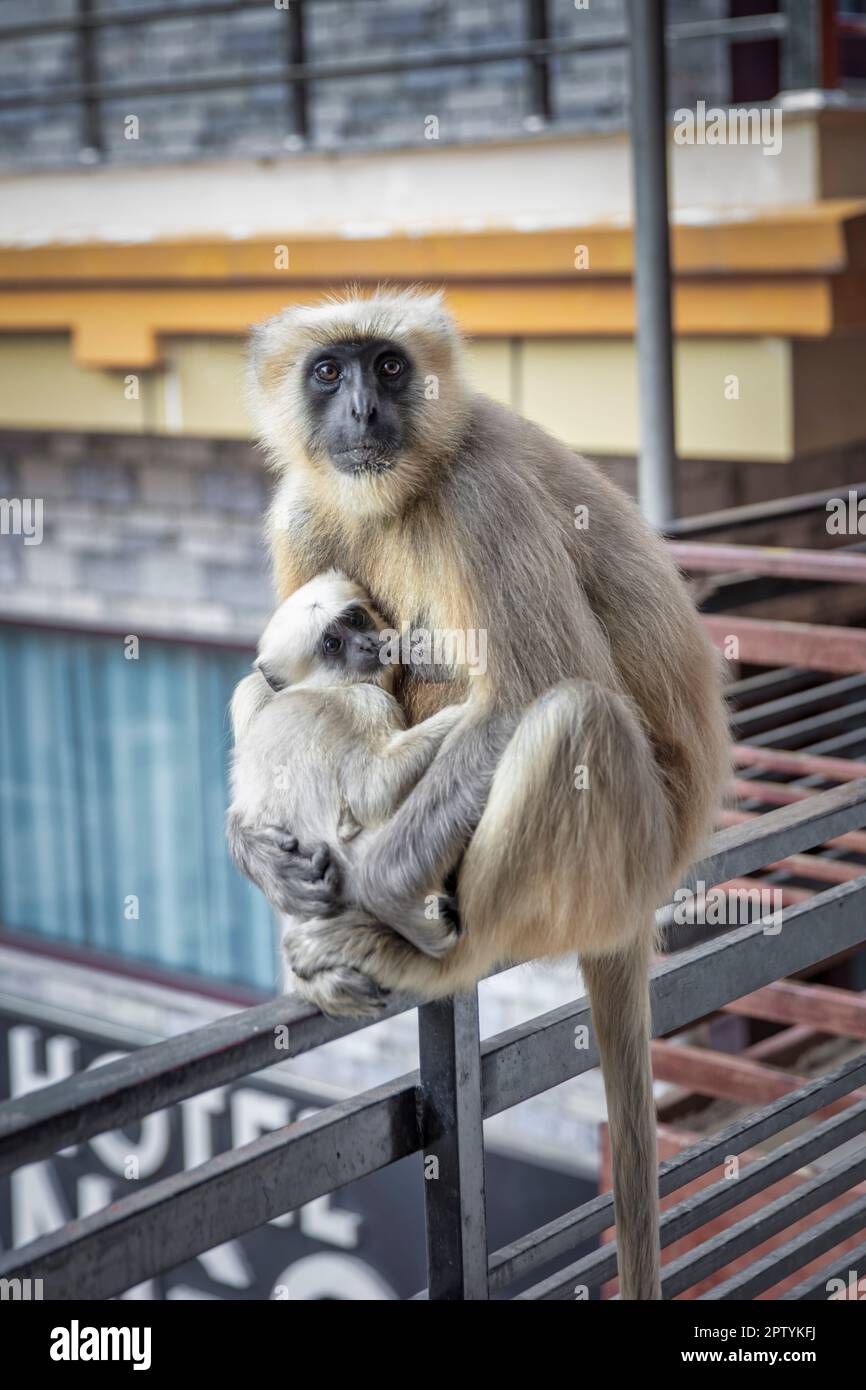 India, Uttarakhand, Rishikesh, Grey langur monkeys. (Semnopithecus ...