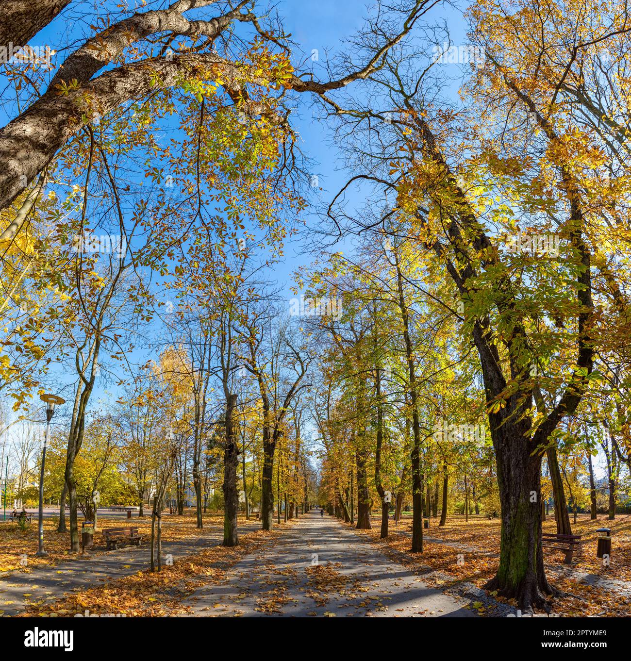A picture of the fall foliage at the Stanislaw Staszic Municipal Park ...