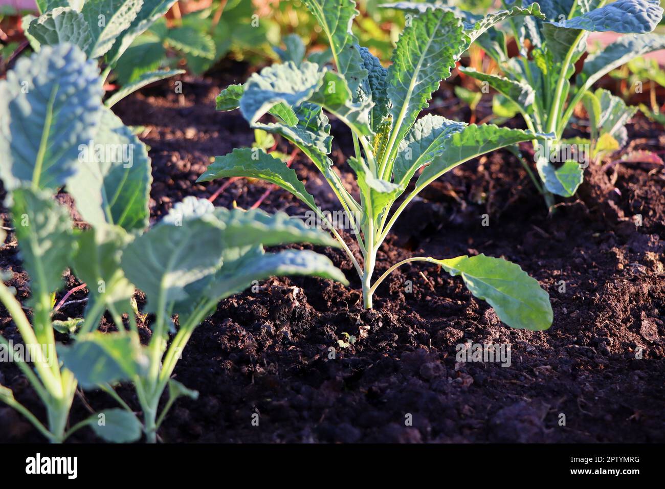 Kale cabbage seedlings . Tuscan kale or black kale plant. Winter ...