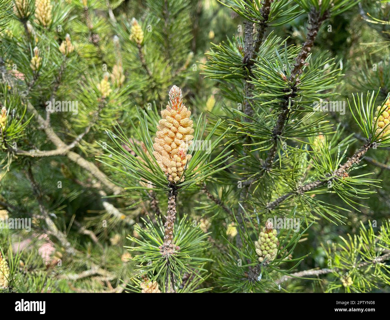 Kiefer, Pinus sylvestris ist ein Nadelbaum und wird in der Medizin als ...