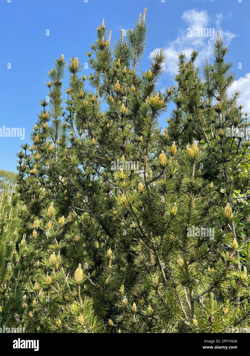 Kiefer, Pinus sylvestris ist ein Nadelbaum und wird in der Medizin als ...