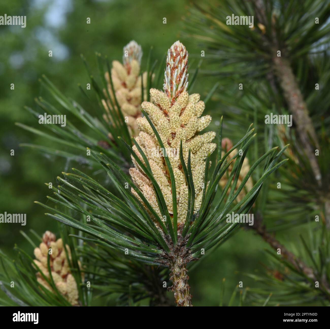 Kiefer, Pinus sylvestris ist ein Nadelbaum und wird in der Medizin als ...