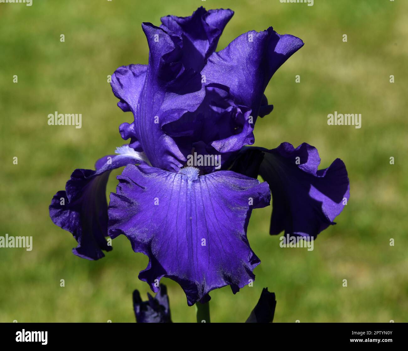 Iris, Die Schwertlilie ist eine wild wachsende Blume mit blauen Blueten ...