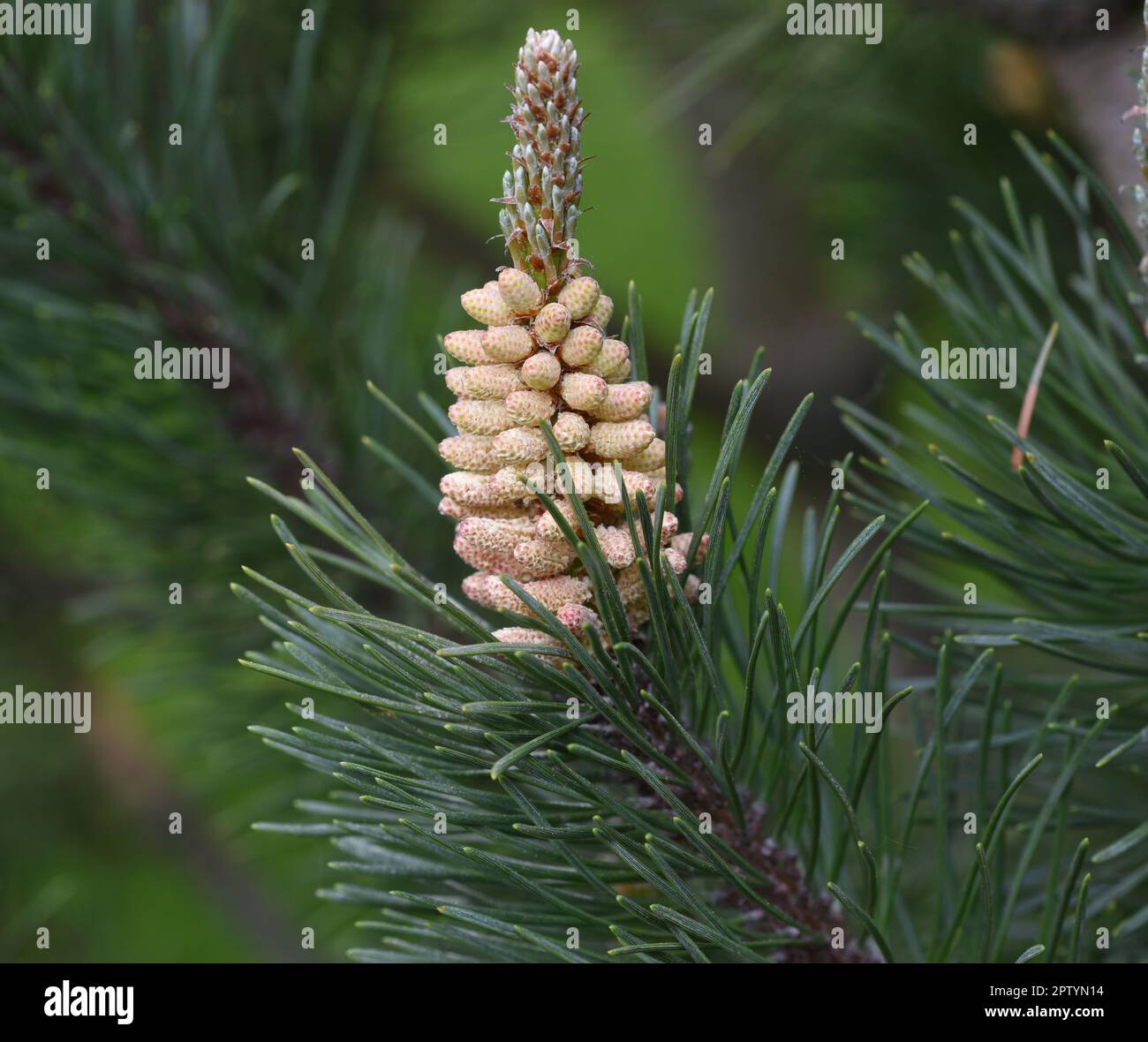 Kiefer, Pinus sylvestris ist ein Nadelbaum und wird in der Medizin als ...