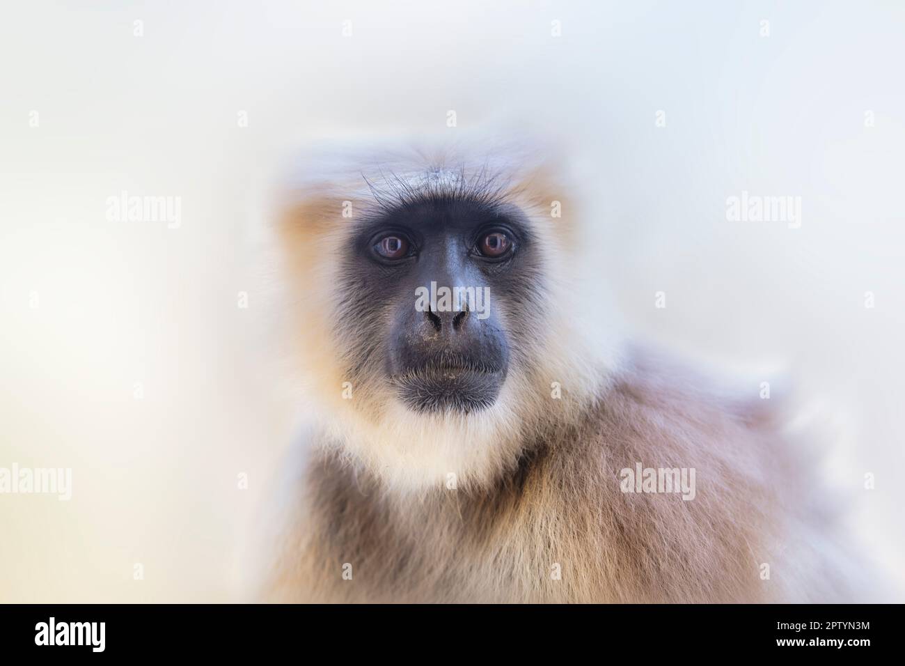 India, Uttarakhand, Rishikesh, Grey langur monkey. (Semnopithecus priam ...
