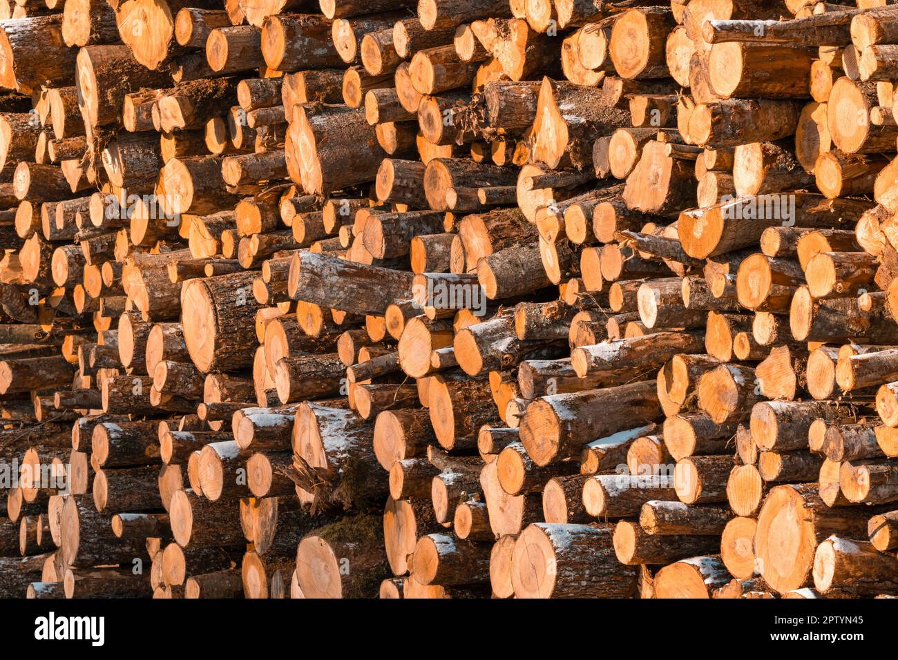 The structure of the tree in a section. Raw materials for heating the ...