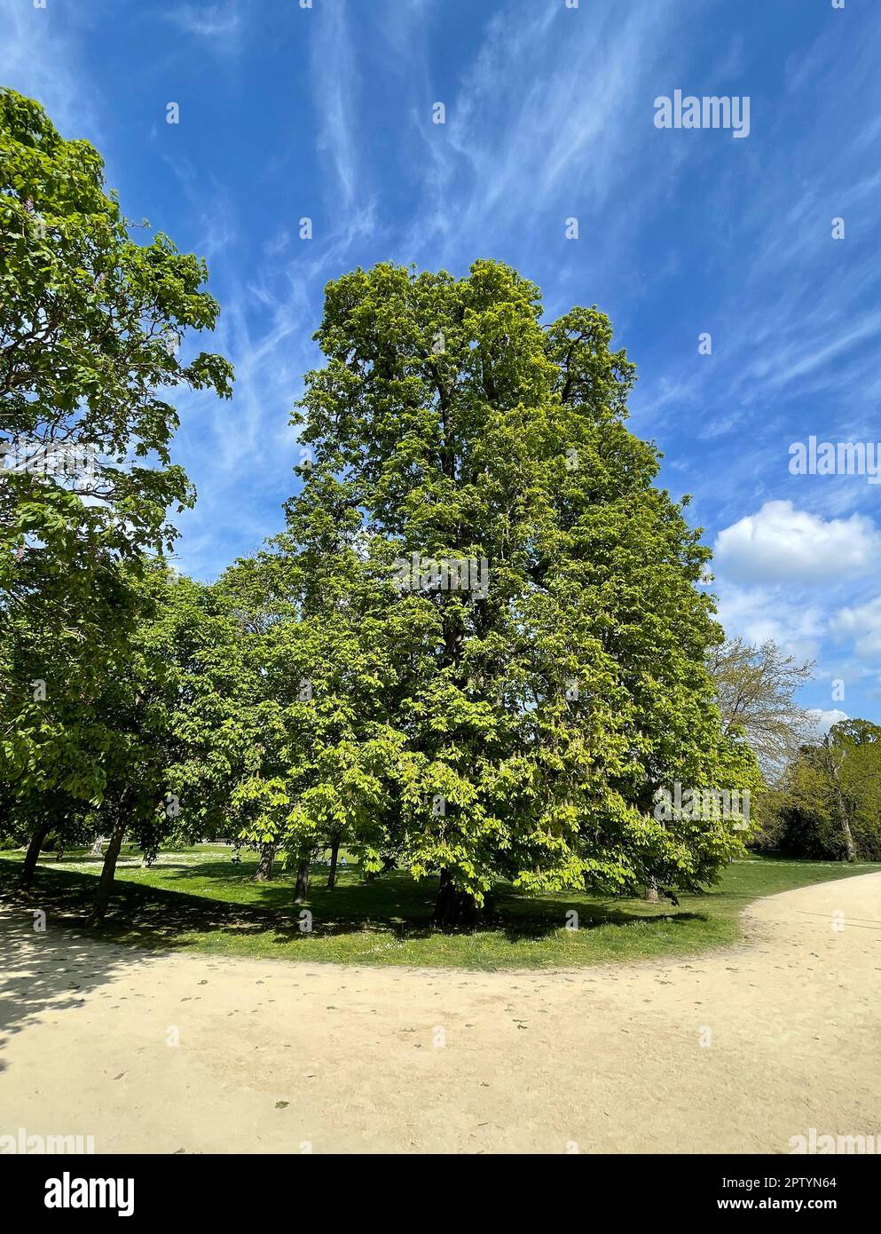 Kastanienbaum, Aesculus hippocastanum, ist ein grosser heimischer Baum ...