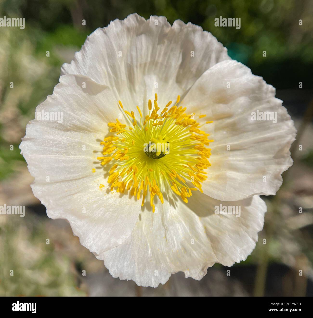 Islaendischer Mohn, Papaver nudicaule ist eine Blume mit schoenen ...