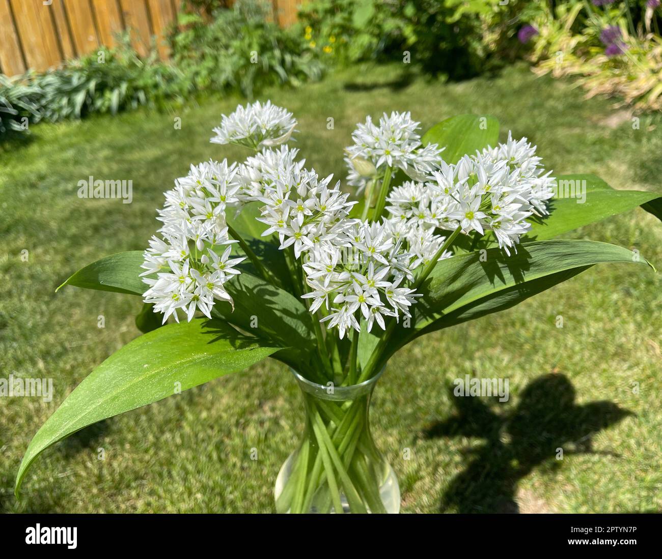 Baerlauch ist eine wichtige Wildkraut- und Heilpflanze die ein ...