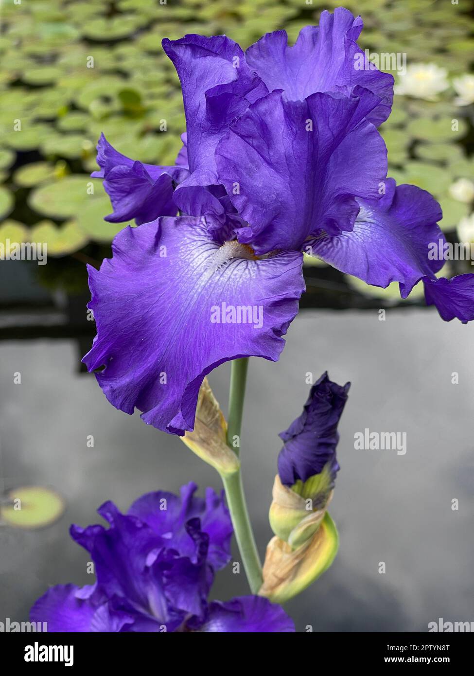 Iris, Die Schwertlilie ist eine wild wachsende Blume mit blauen Blueten ...