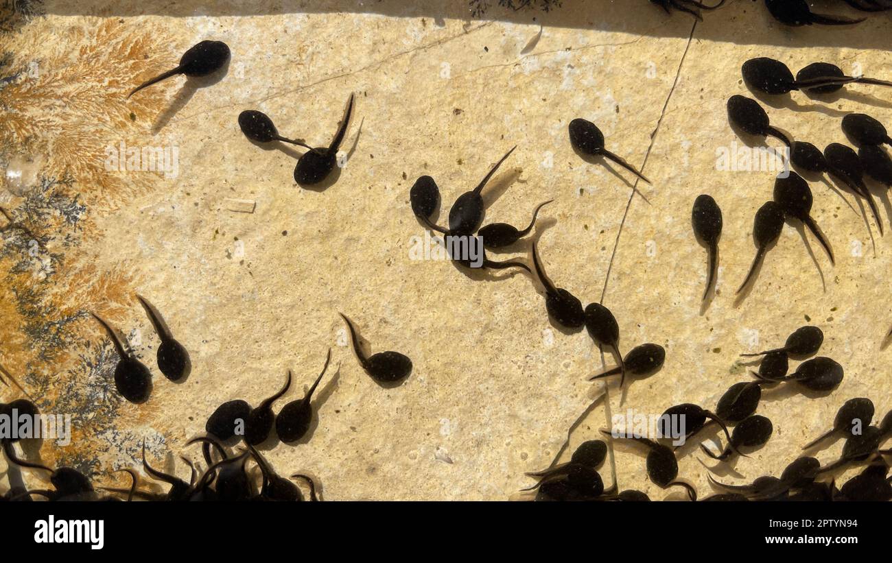 Kaulquappen sind nachembryonale Entwicklungsstadien – die Larven – der ...