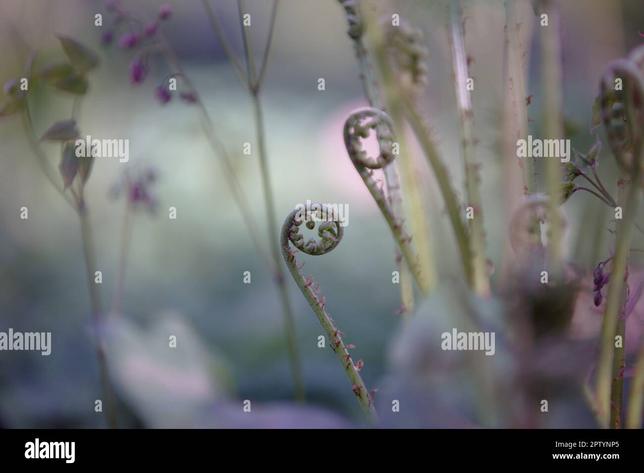 Leaf unfolding hi-res stock photography and images - Alamy