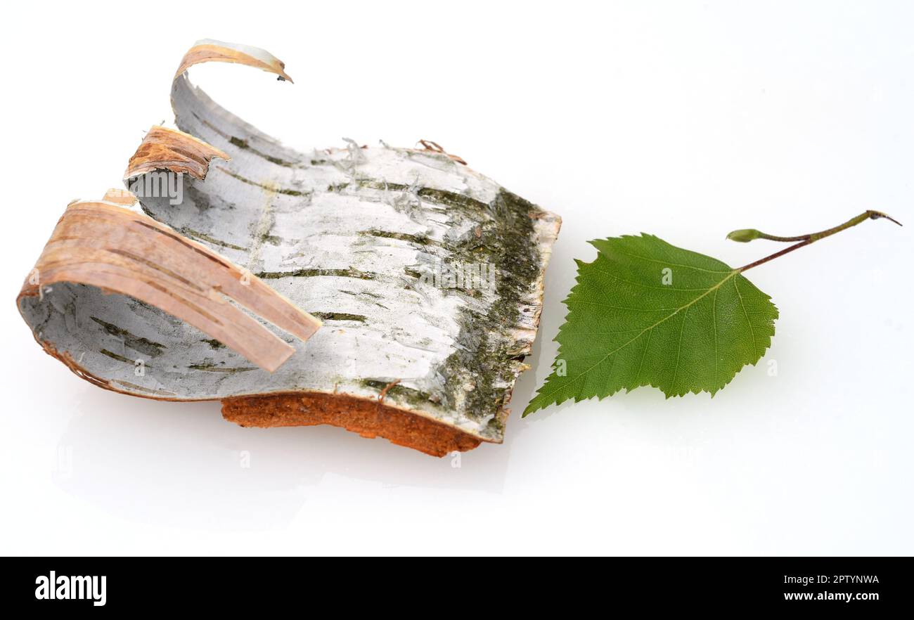 Birkenbaum, Birke Betula, ist ein heimischer, Baum der auch als ...