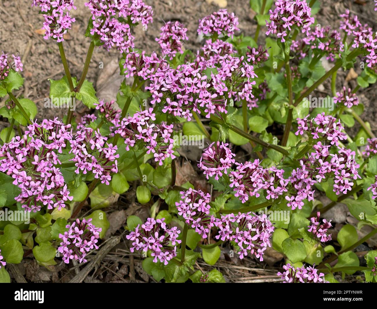 Afrikanischer Baldrian, Fedia cornucopiae, ist eine Heilpflanze mit ...