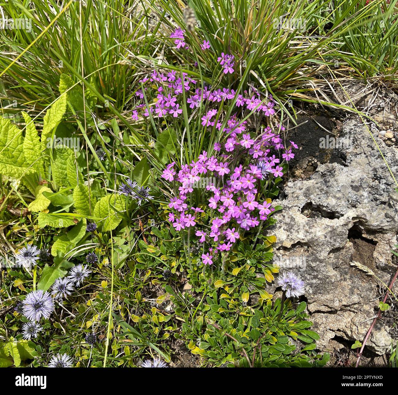 Alpenbalsam, Erinus alpinus ist eine langbluehende Steingartenstaude ...